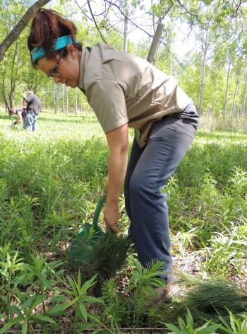 Government of Canada Invests $15 Million for Tree Planting | South ...